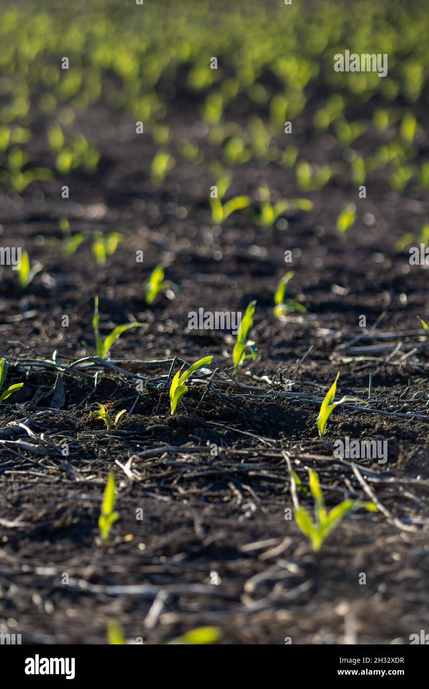 Recently sown corn field in Firmat, Santa Fe, Argentina Stock Photo - Alamy