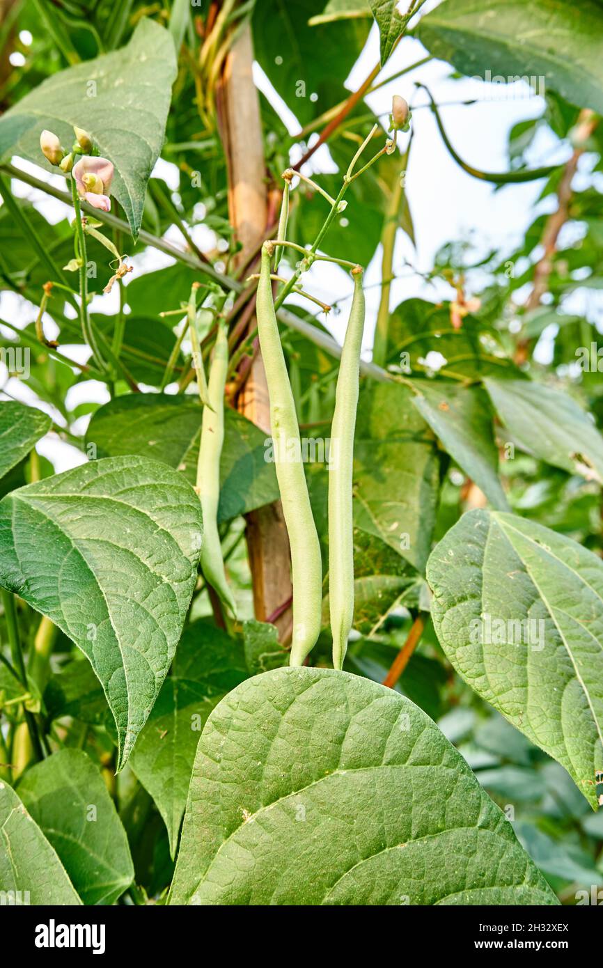 Green beans are growing fresh in the plantation. Agriculture Stock ...