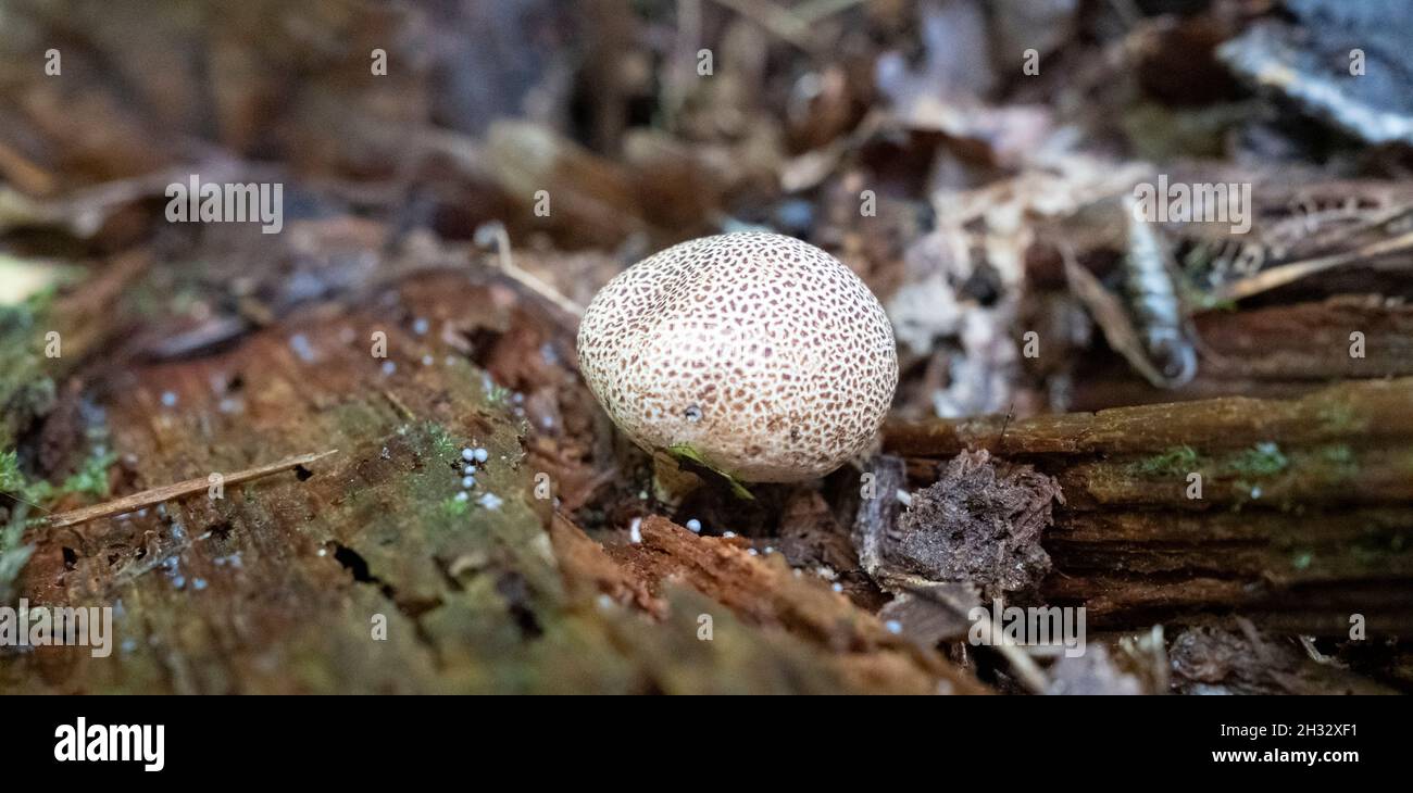 Scleroderma sp hi-res stock photography and images - Alamy