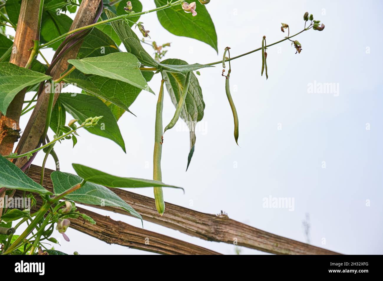 Green beans are growing fresh in the plantation. Agriculture Stock ...