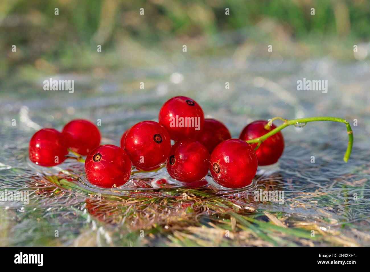 Redcurrant (Ribes rubrum) in gooseberry family Stock Photo - Alamy
