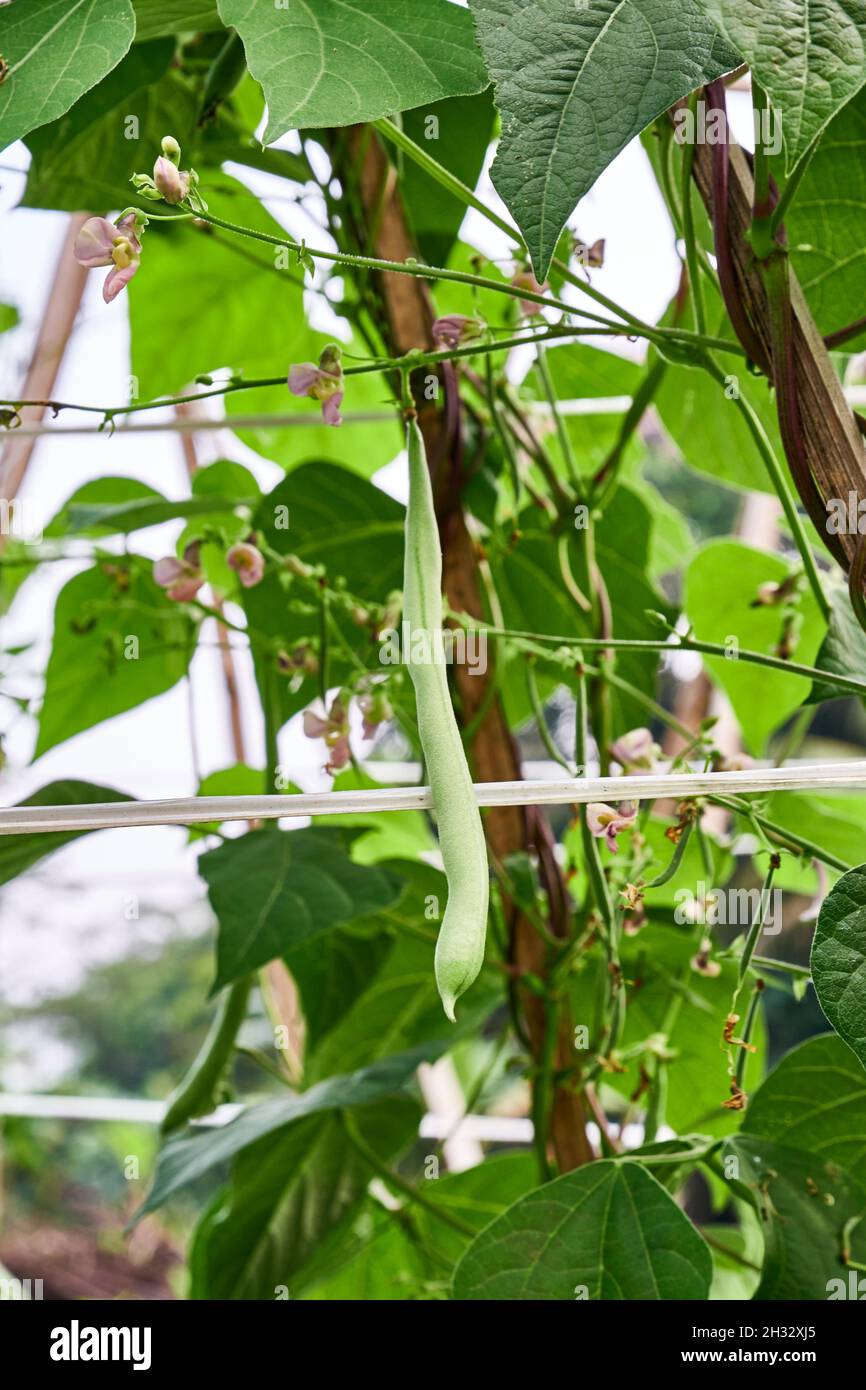 Green beans are growing fresh in the plantation. Agriculture Stock ...