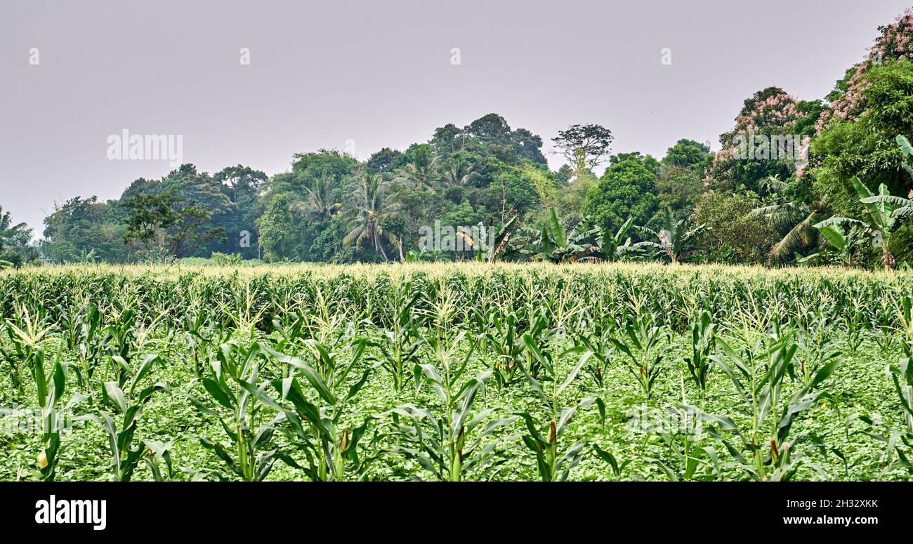 Beautiful corn garden view in the afternoon Stock Photo - Alamy