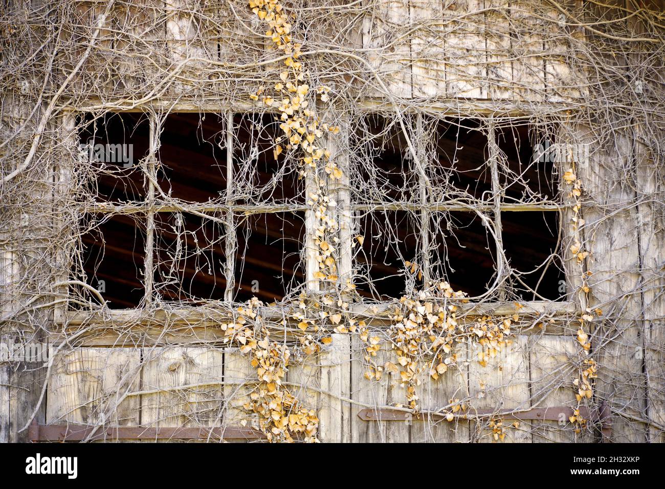 Old barn with broken windows and broken panes Stock Photo - Alamy