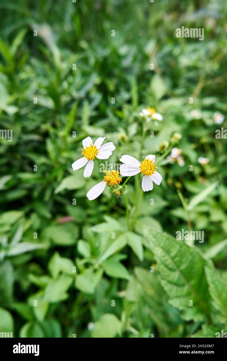 Beautiful wild flowers growing wild in the plantation. Close-up of ...