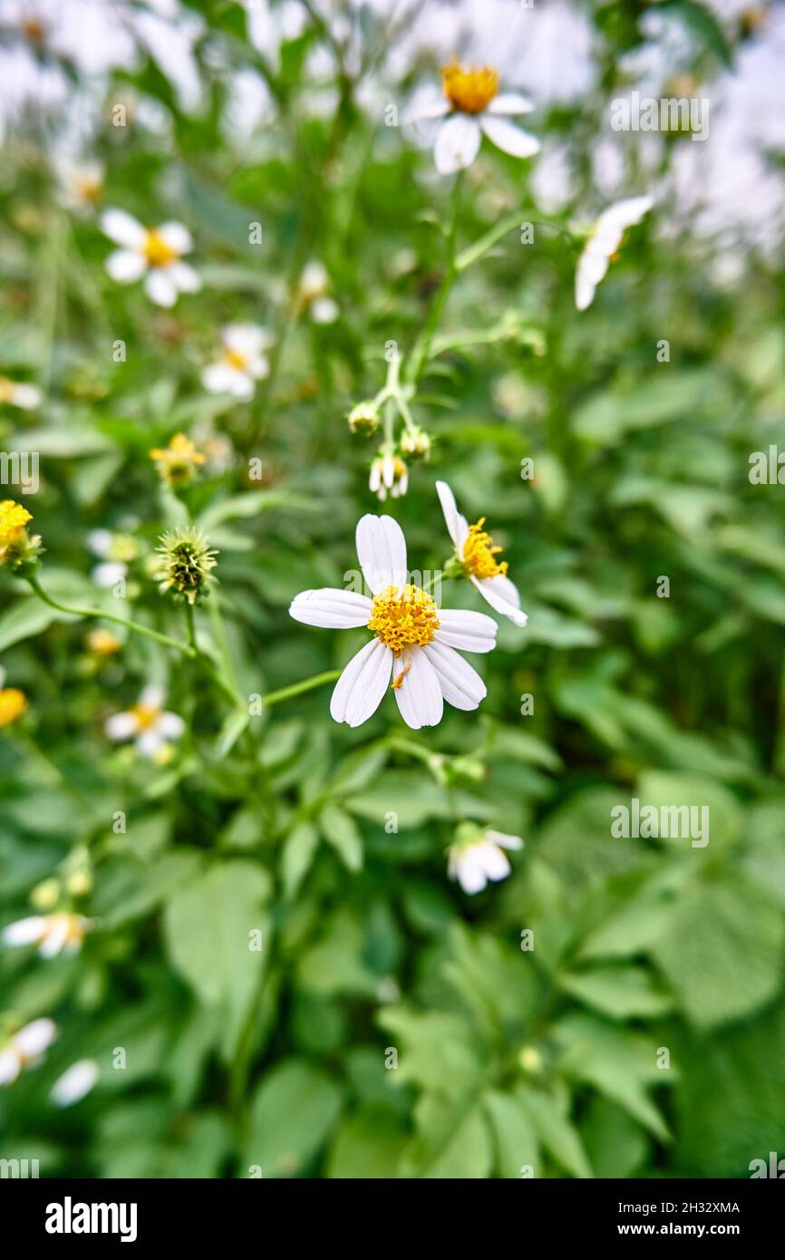Beautiful wild flowers growing wild in the plantation. Close-up of ...