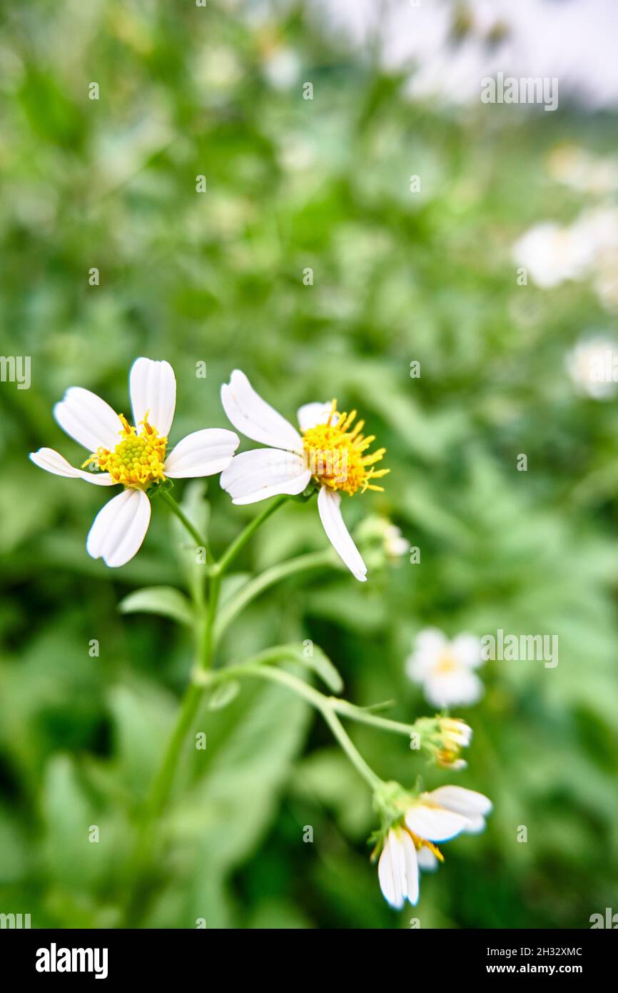 Beautiful wild flowers growing wild in the plantation. Close-up of ...