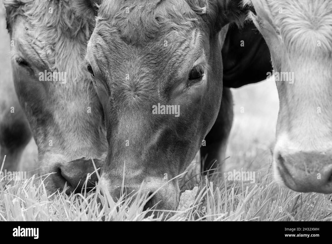 Stud Angus, wagyu, Murray grey, Dairy and beef Cows and Bulls grazing ...