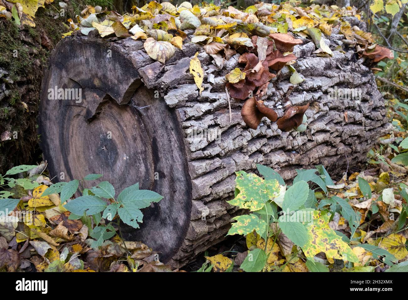 Specialist species hi-res stock photography and images - Alamy