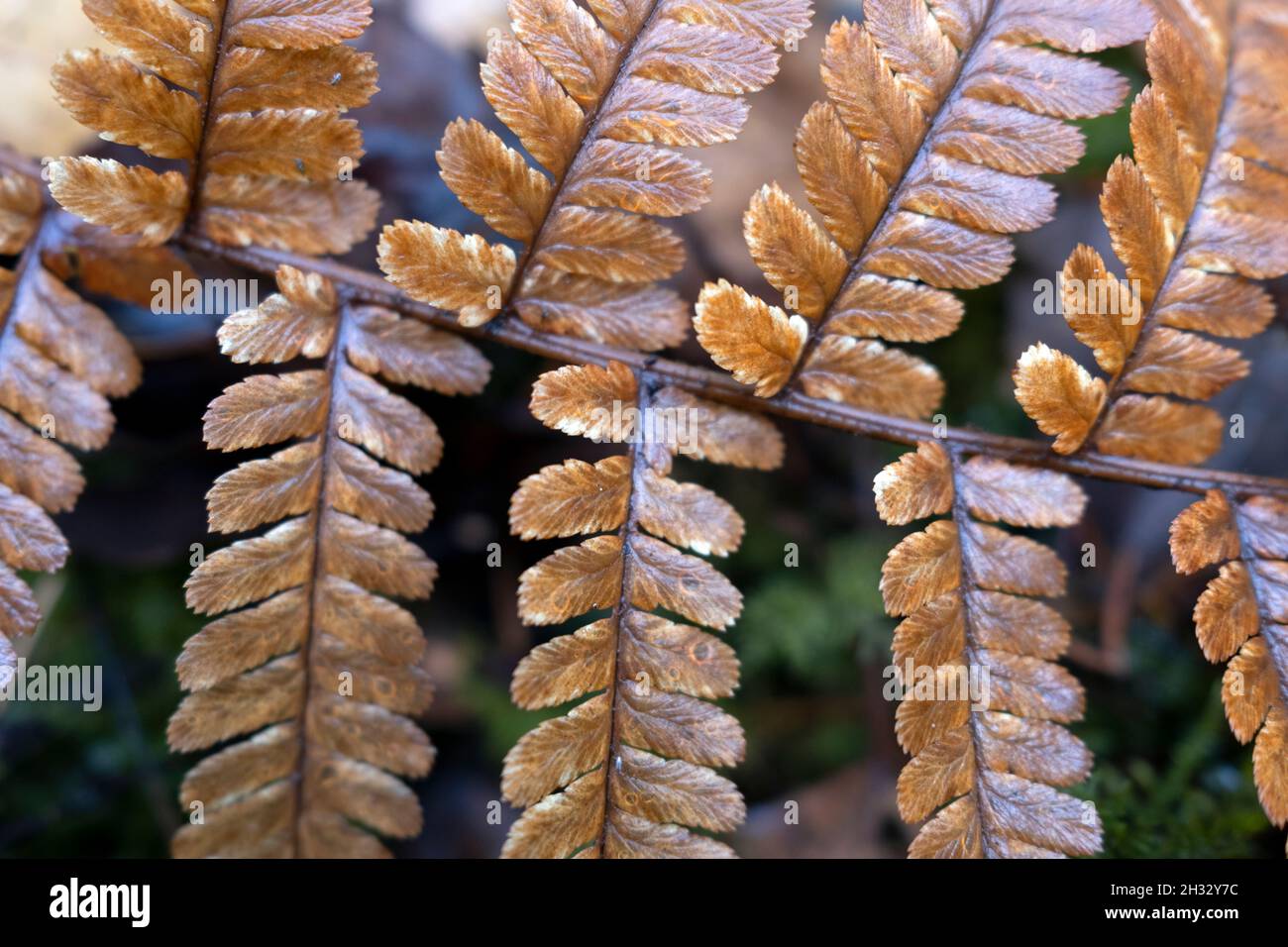 Dryopteris filix-mas, Male Fern is a common fern of the temperate ...