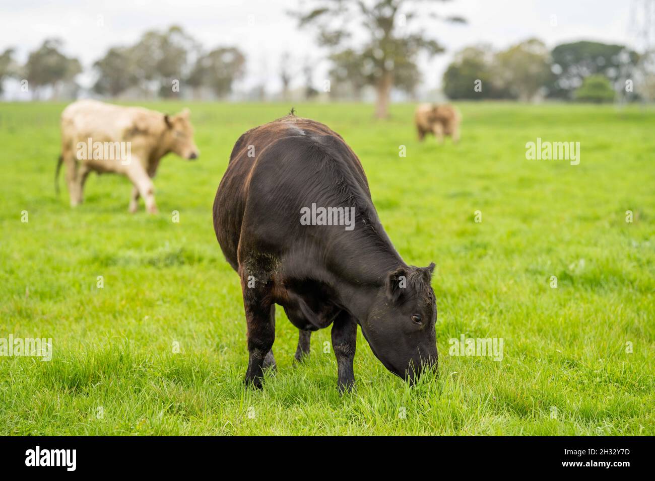 Angus murray hi-res stock photography and images - Alamy