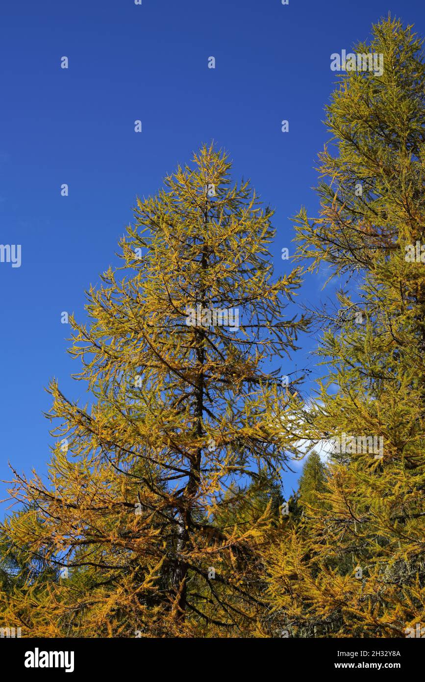 Tree with colorful autumn colors Stock Photo - Alamy