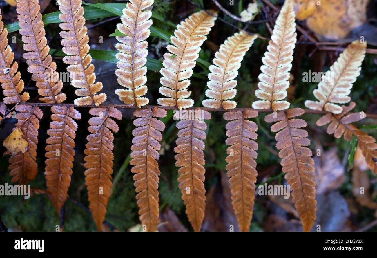 Dryopteris filix-mas, Male Fern is a common fern of the temperate ...