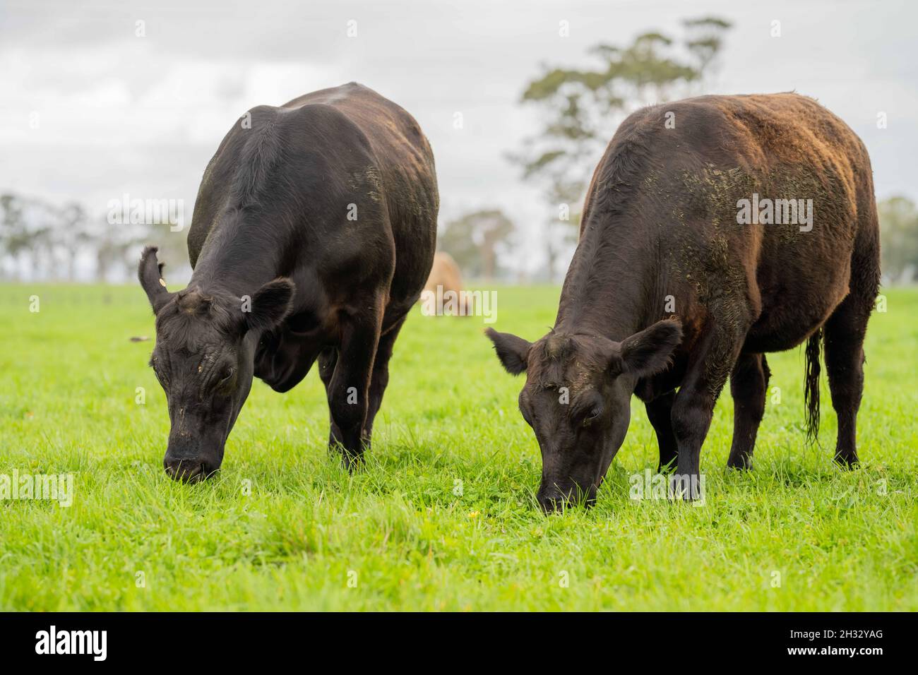 Stud beef cows and bulls grazing on green grass in Australia, breeds ...
