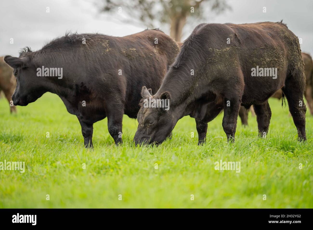 Stud beef cows and bulls grazing on green grass in Australia, breeds ...