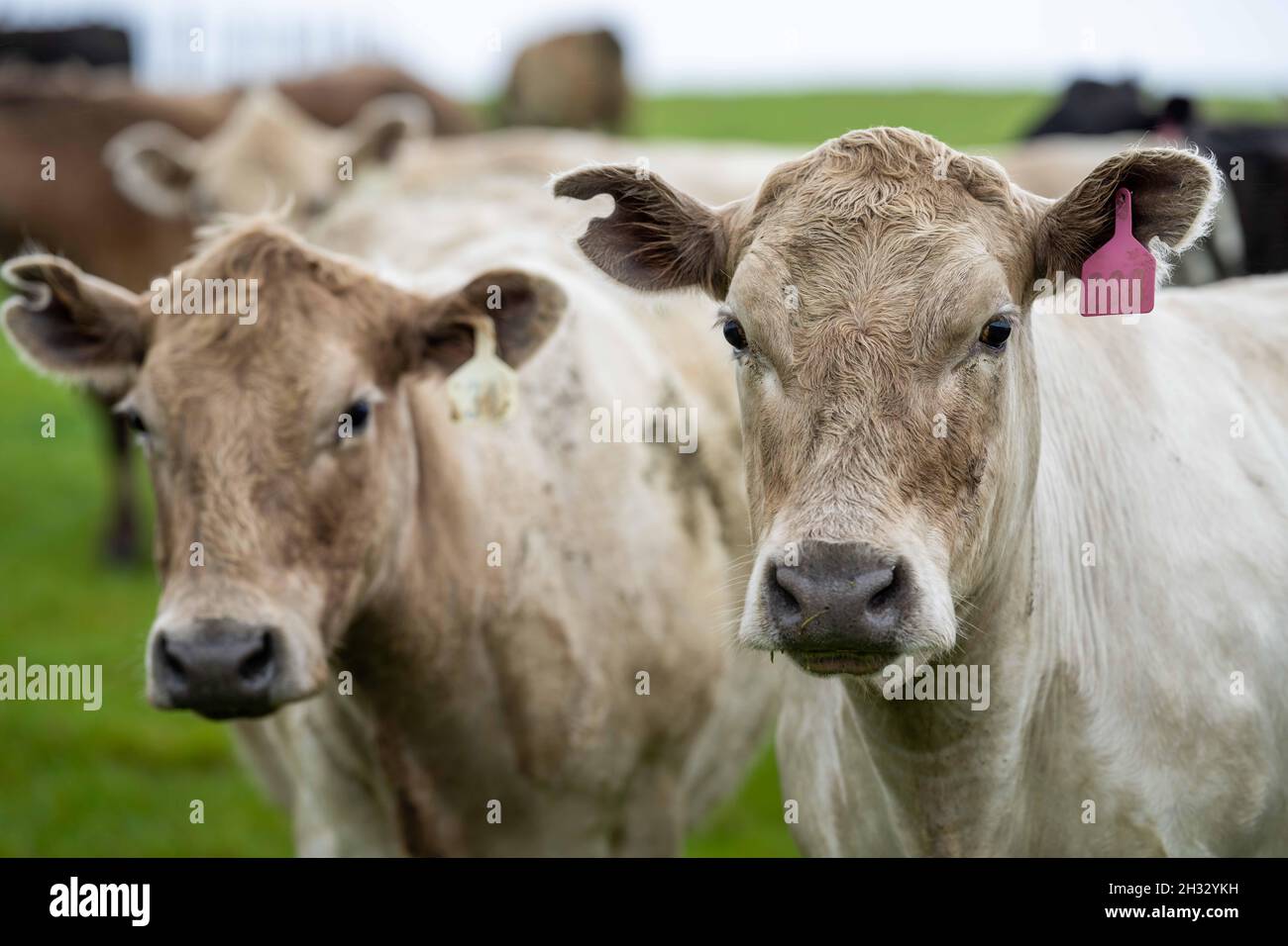 Simmental cattle and grey cattle hi-res stock photography and images ...