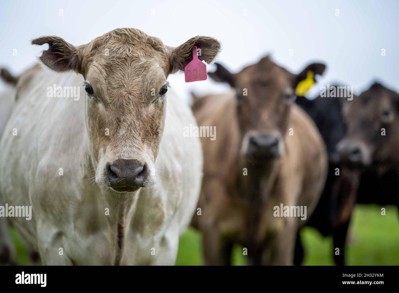 Close up of Stud Beef bulls, cows and calves grazing on grass in a ...