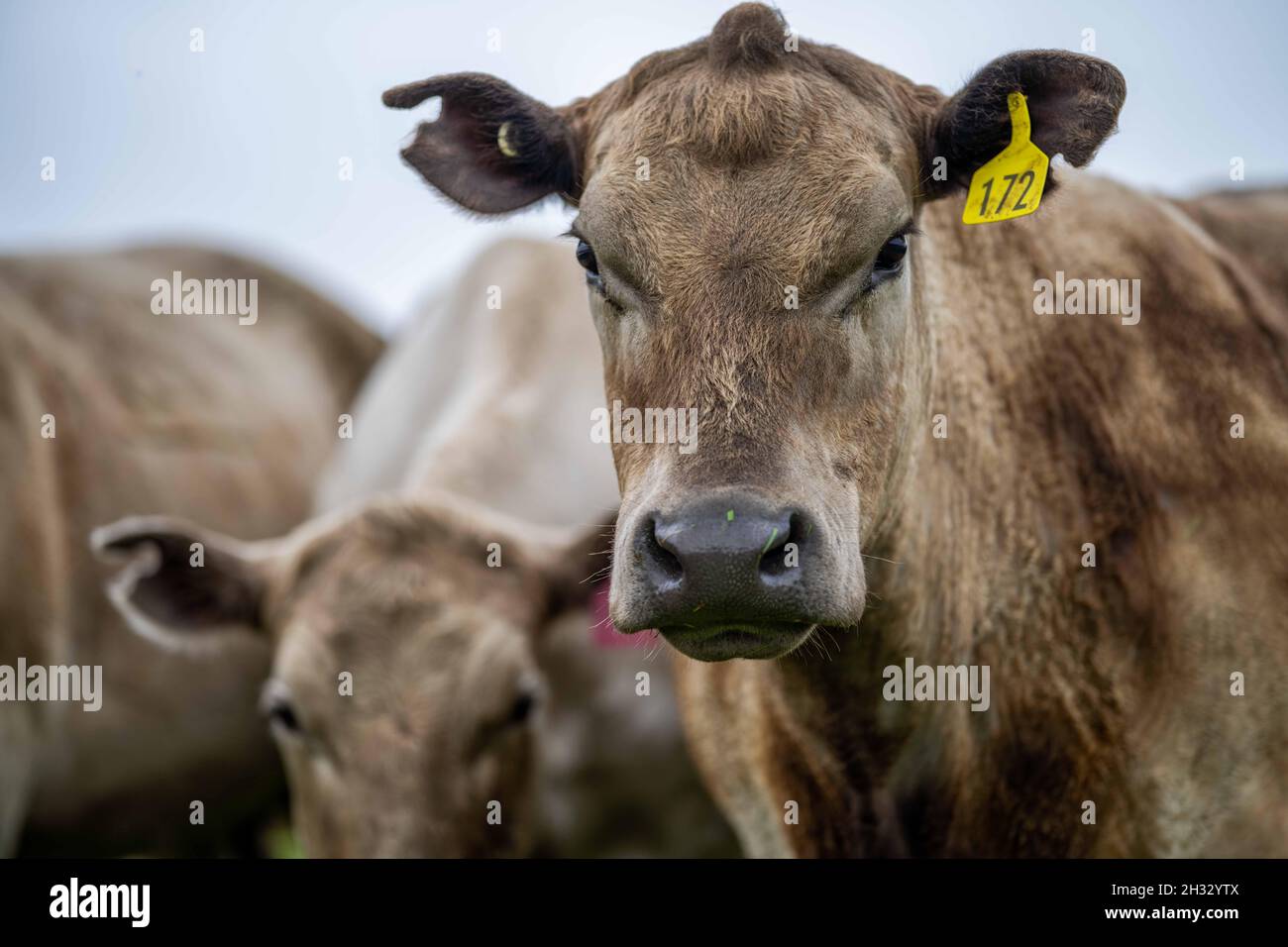 Close up of Stud Beef bulls, cows and calves grazing on grass in a ...