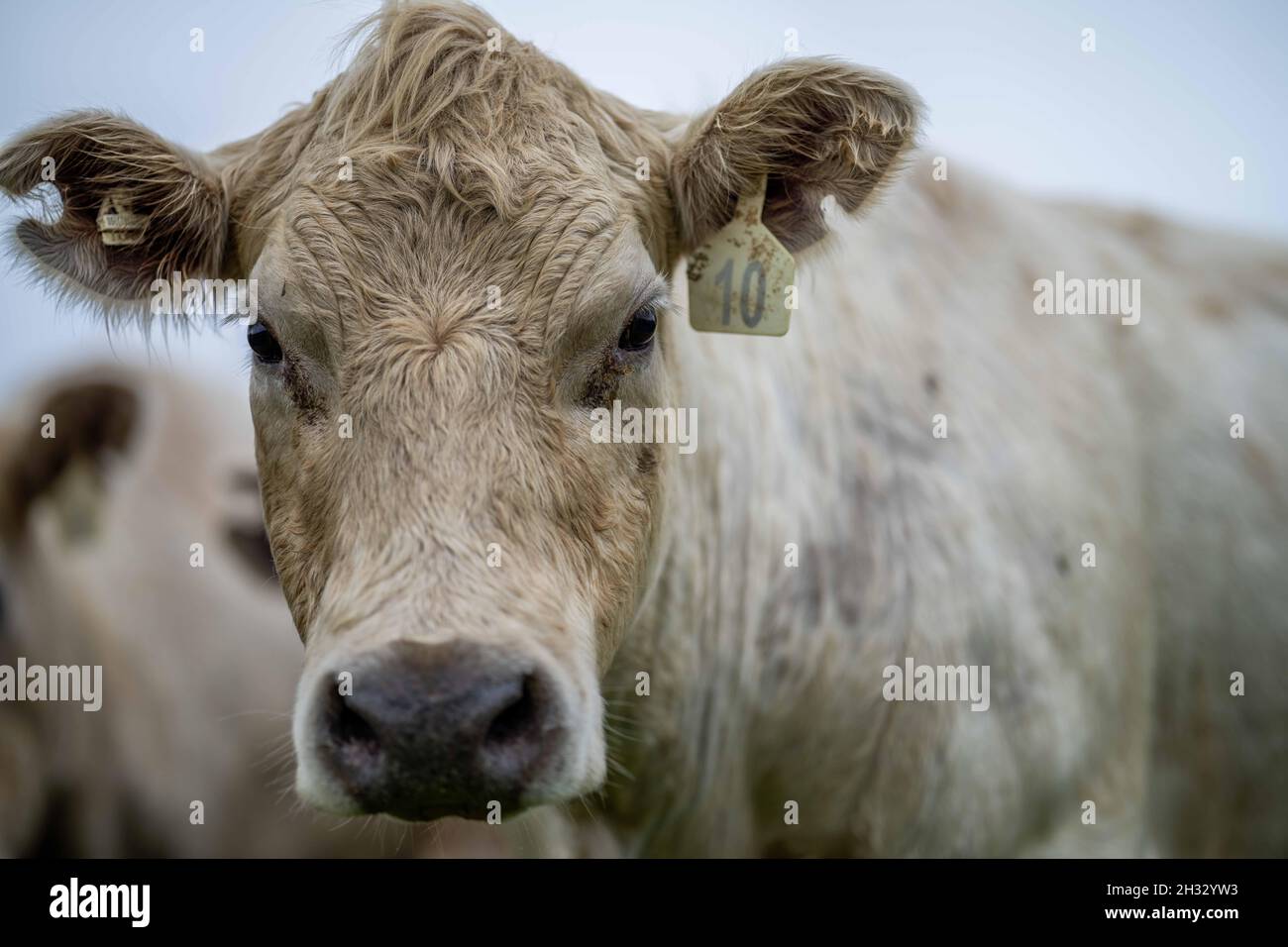 Close up of Stud Beef bulls, cows and calves grazing on grass in a ...