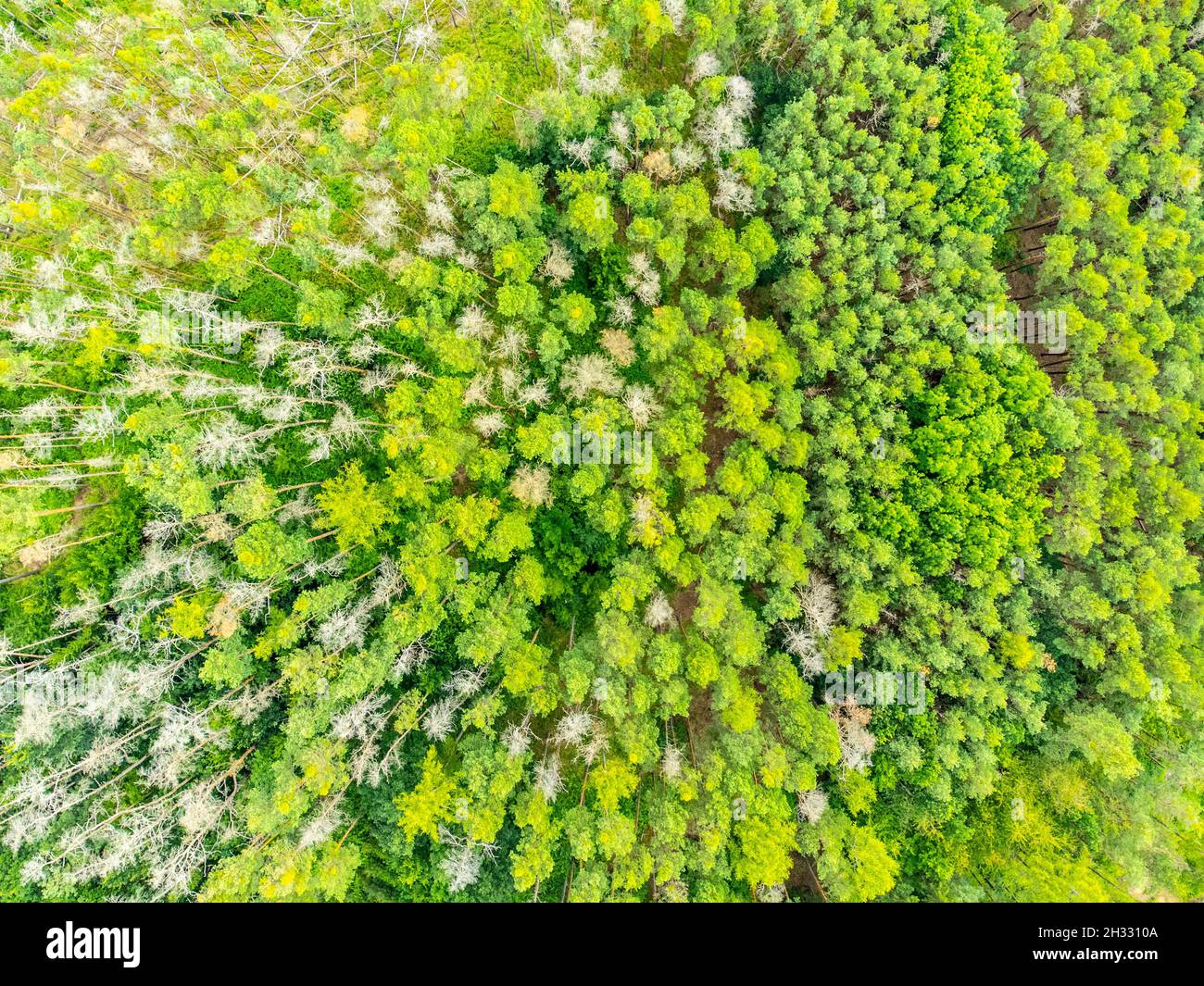 Top down view dense coniferous hi-res stock photography and images - Alamy