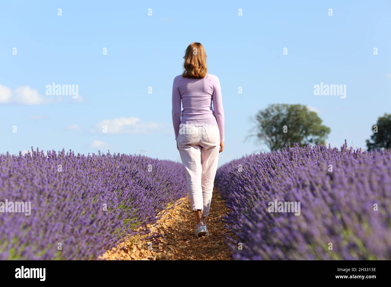Full body back view of a casual woman walking in a lavender field Stock ...