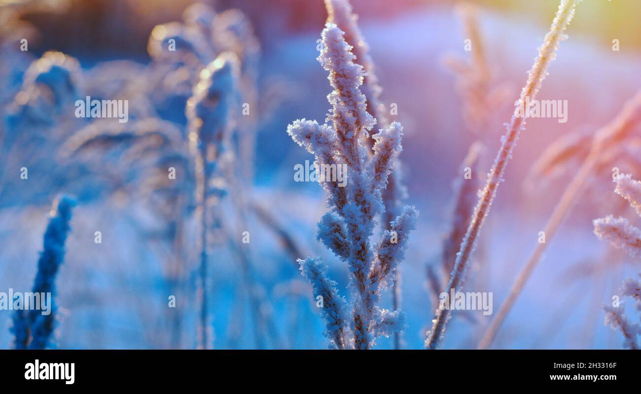 Winter scene .Frozenned flower .pine forest and sunset Stock Photo - Alamy