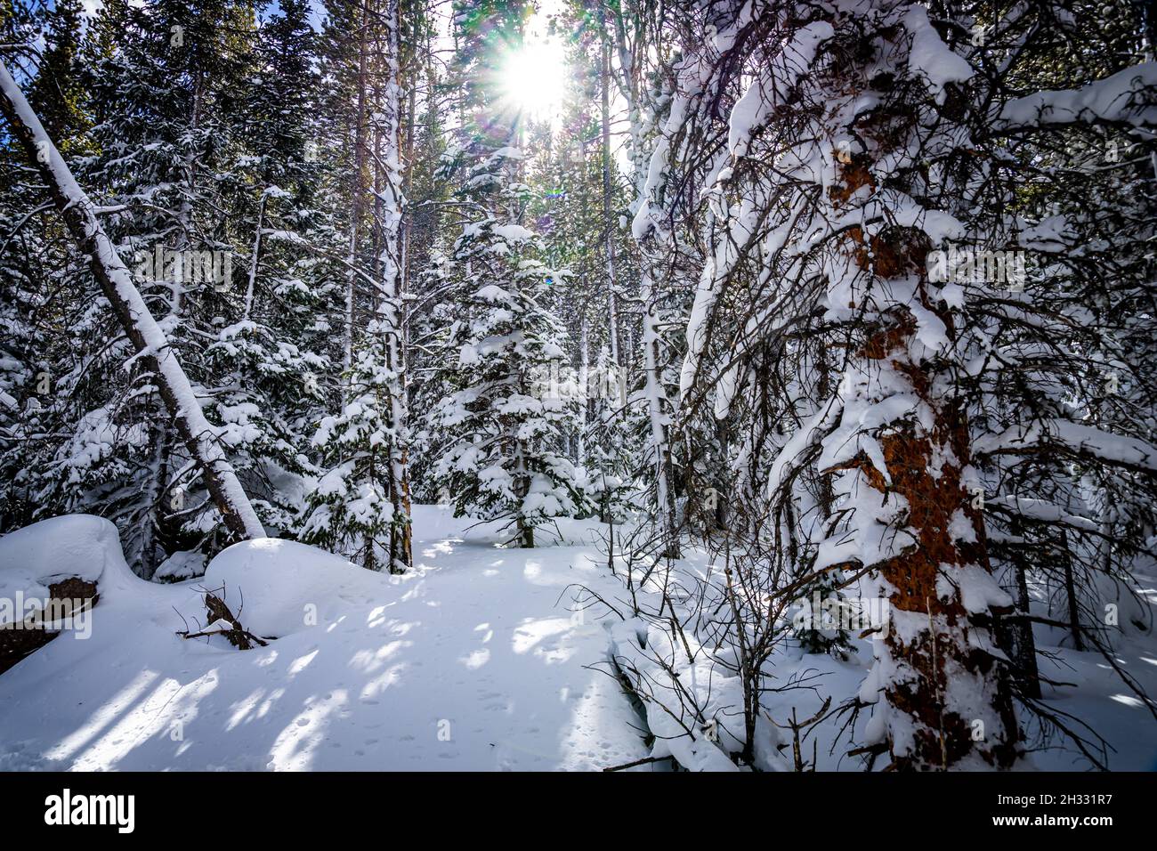 Landscape of a forest covered in the woods and snow under the sunlight ...