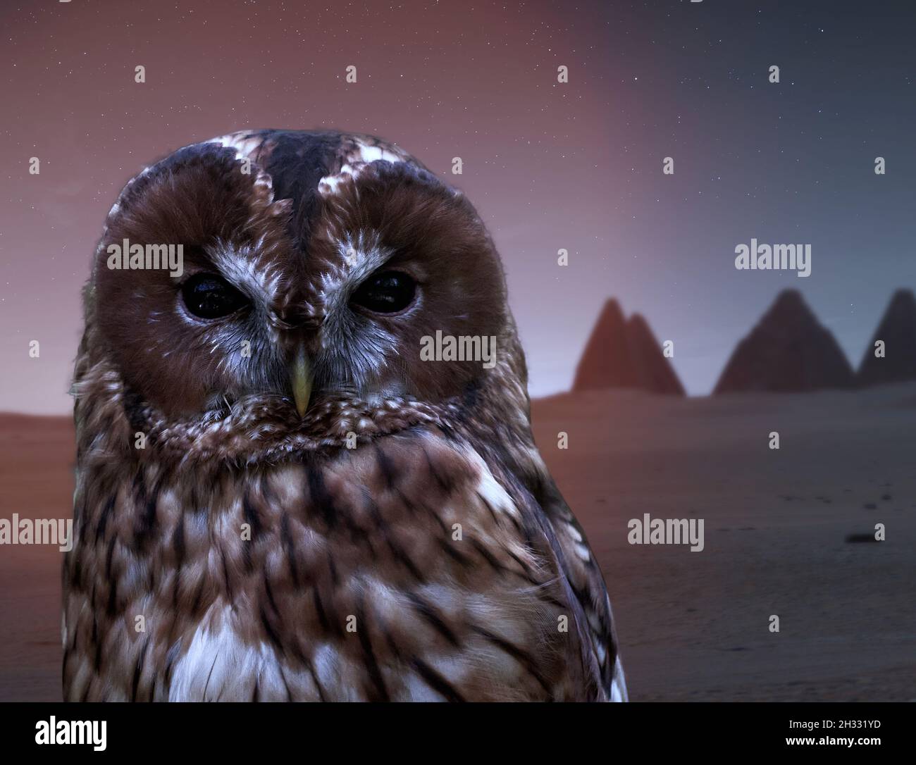 Dark owl at night with the pyramids of Kamira, Sudan, in the background ...
