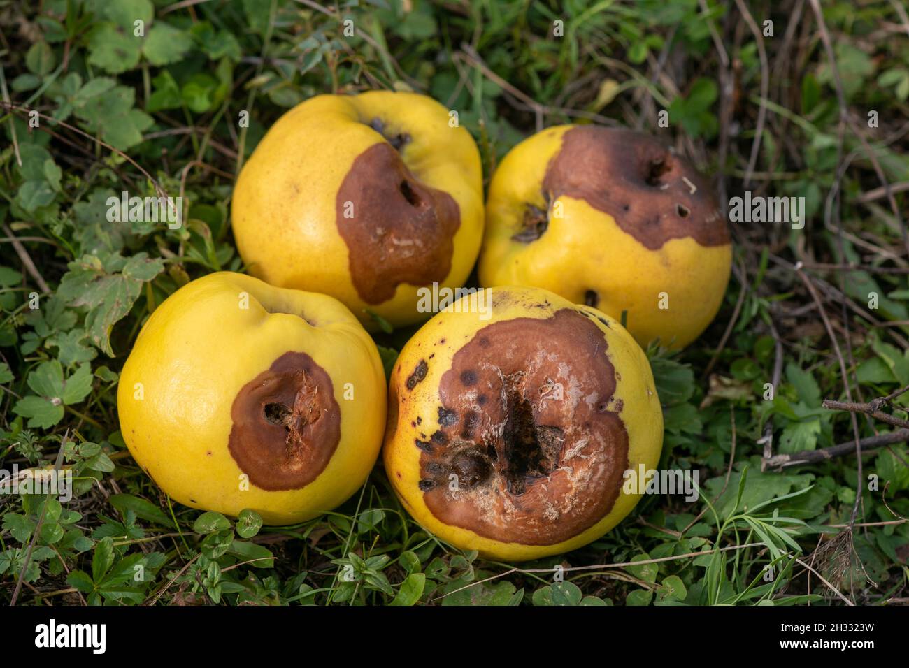 Rotten apple quince on the fruit tree, Monilia laxa (Monilinia laxa ...