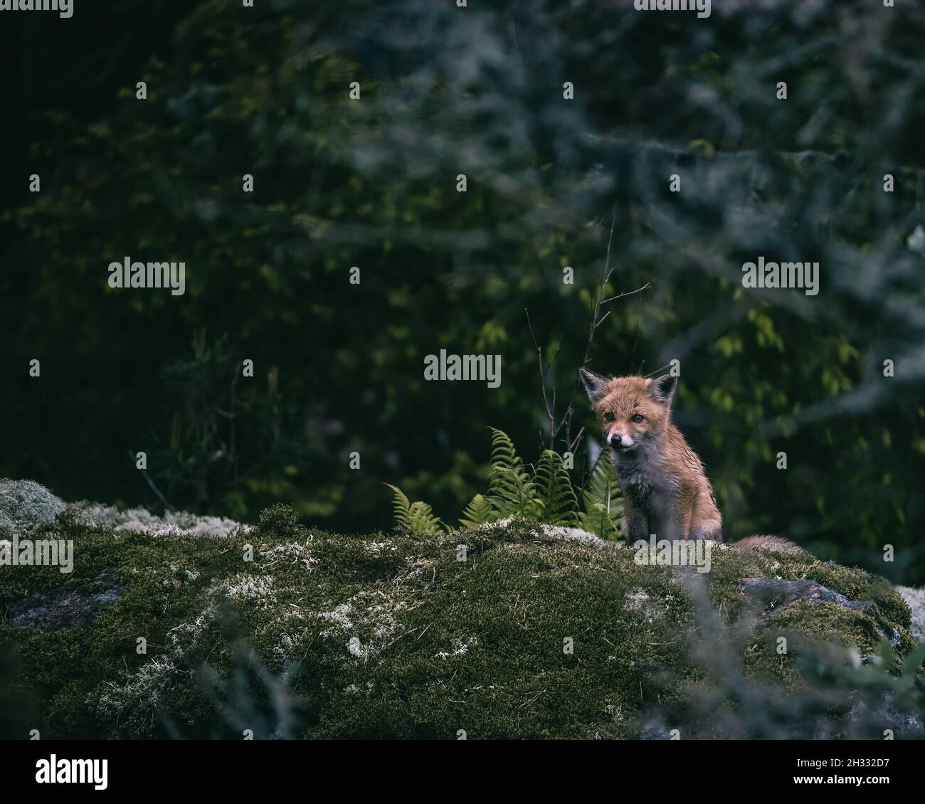 Shallow focus of a fox in the forest Stock Photo - Alamy