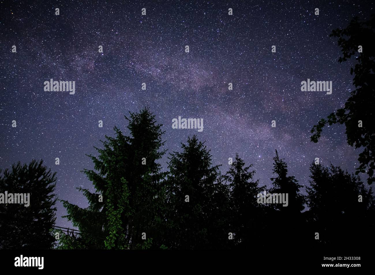Closeup of pine tree against a milky way background Stock Photo - Alamy