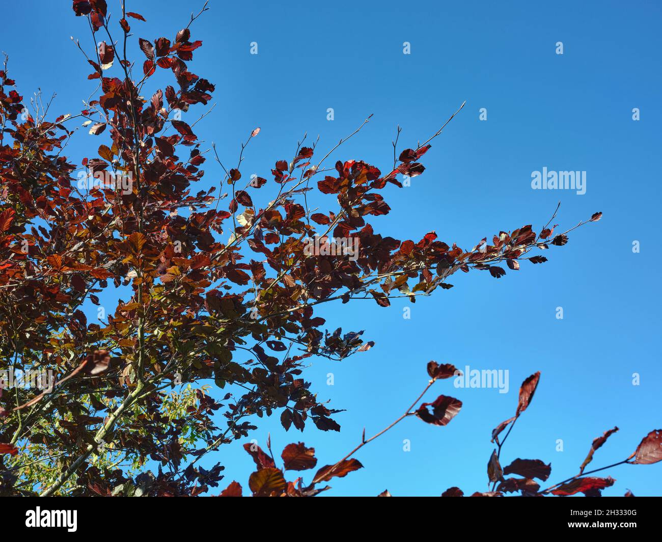 Copper Beech leaves turn red in bright autumn sunshine at 900ft Stock ...