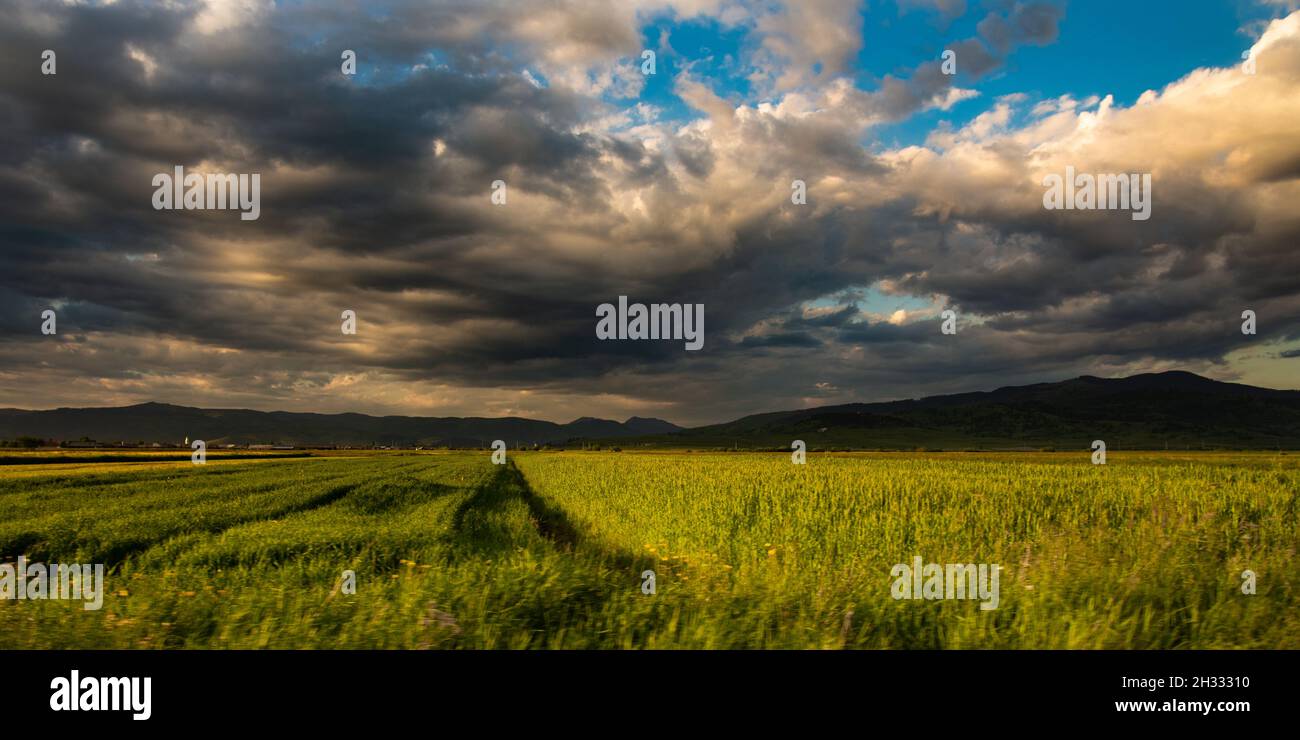 Plain wheat landscape field in Transylvania, Romania during summer ...