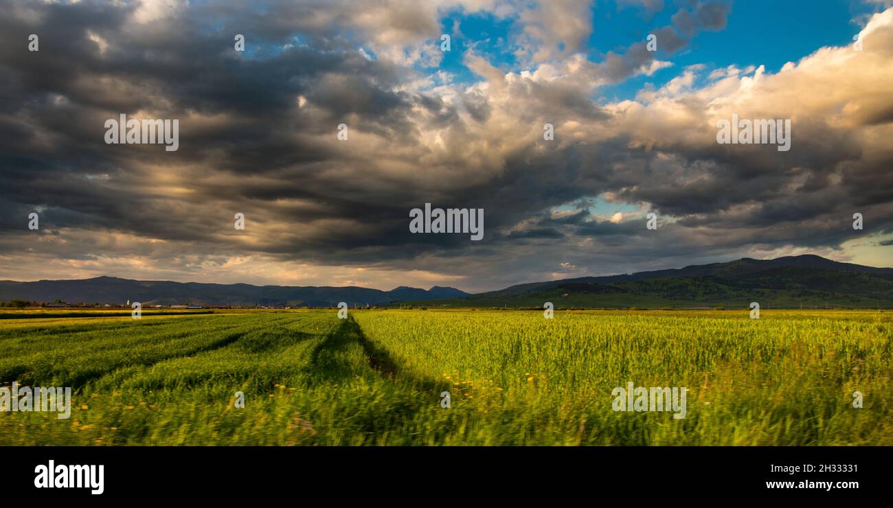 Plain wheat landscape field in Transylvania, Romania during summer ...