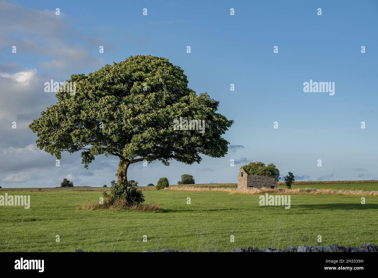 Abandoned overgrown ruined building near the village of Sheldon in the ...