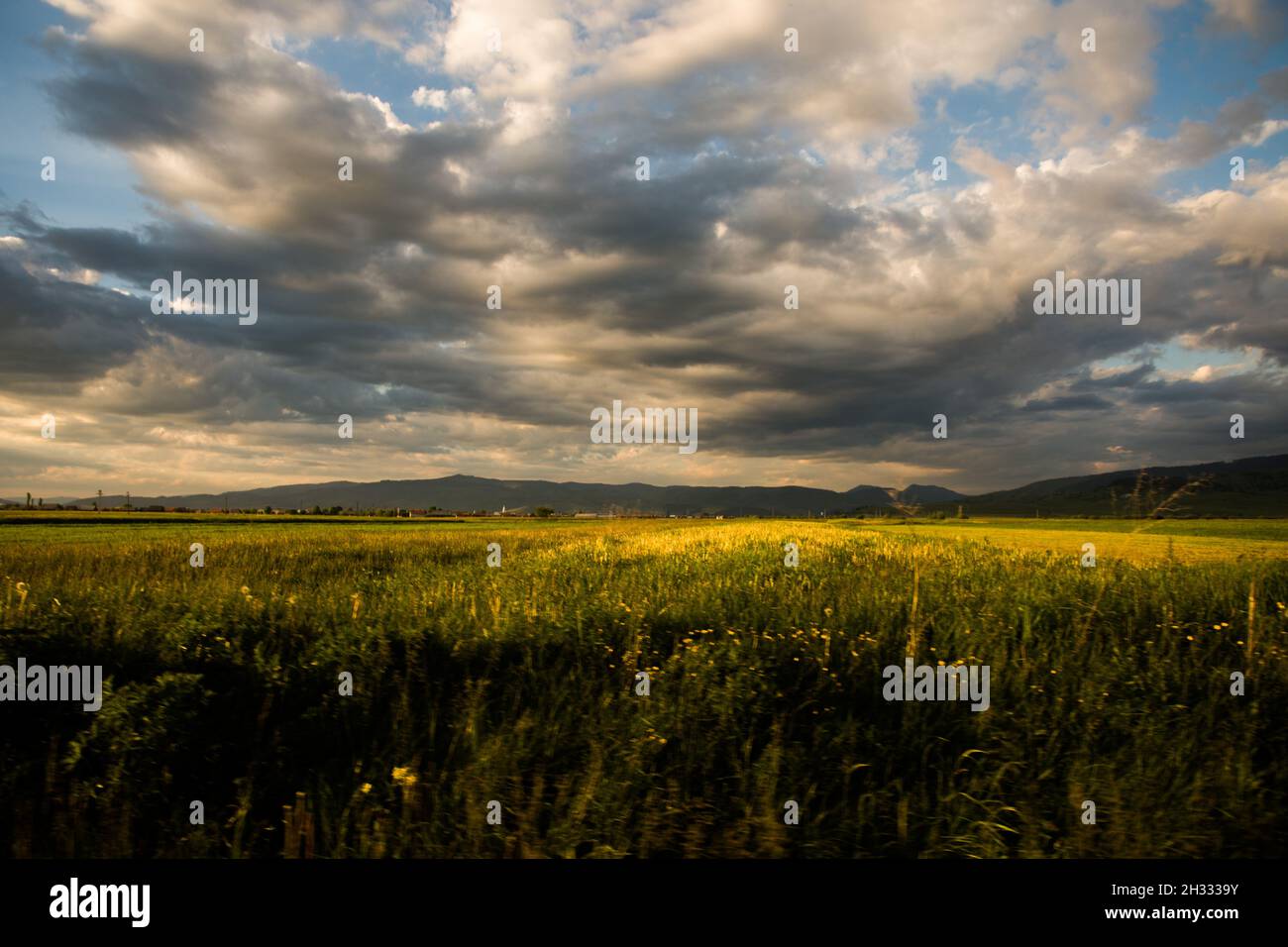 Plain wheat landscape field in Transylvania, Romania duringsummer Stock ...