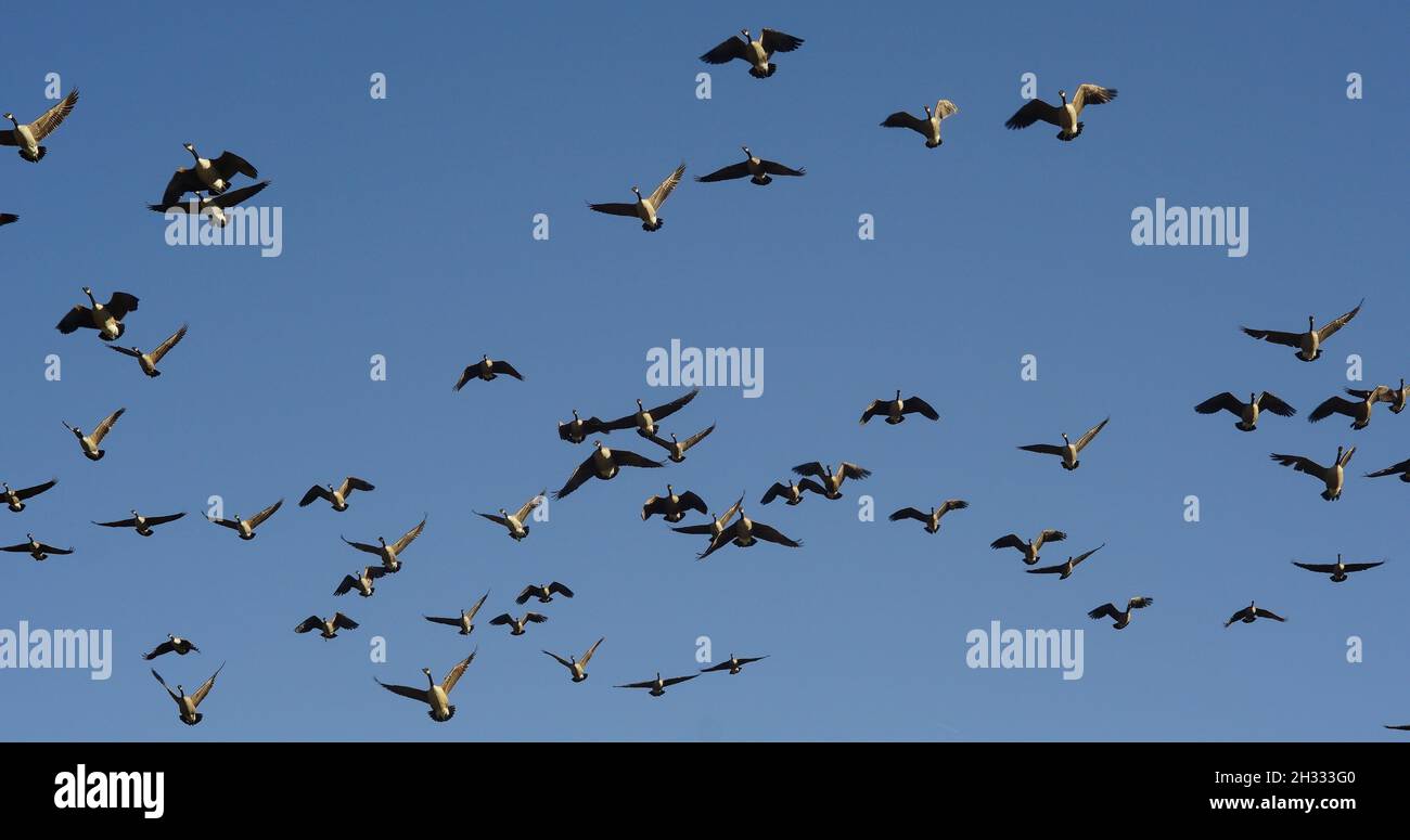 Canadian geese migration; Wyandotte County Lake, USA Stock Photo - Alamy