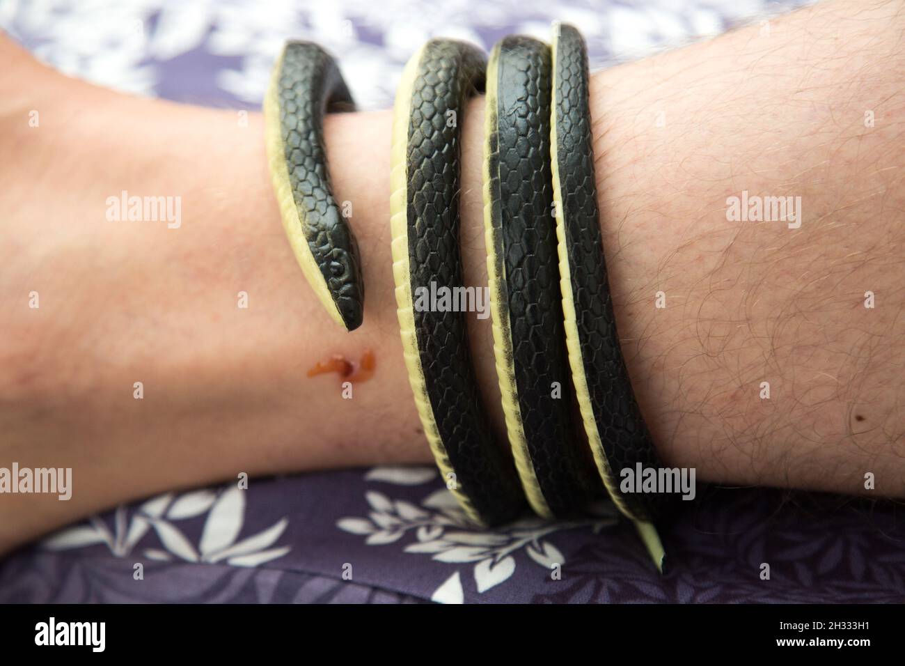 Snake wrapped around a man's leg, imitation of a snake bite, ketchup ...