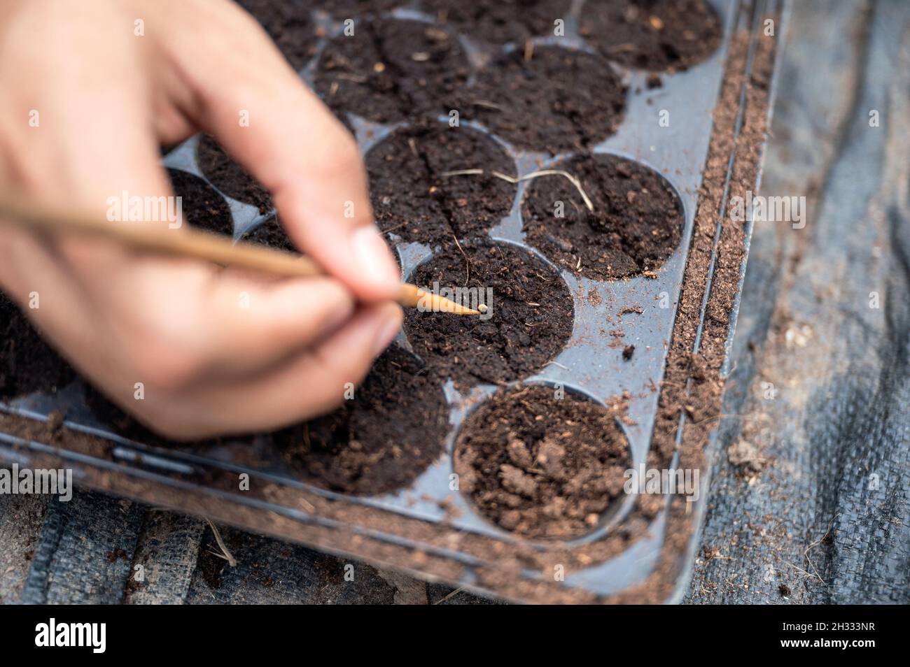 Agriculturist using wood stick sowing seed in cultivated soil on tray ...