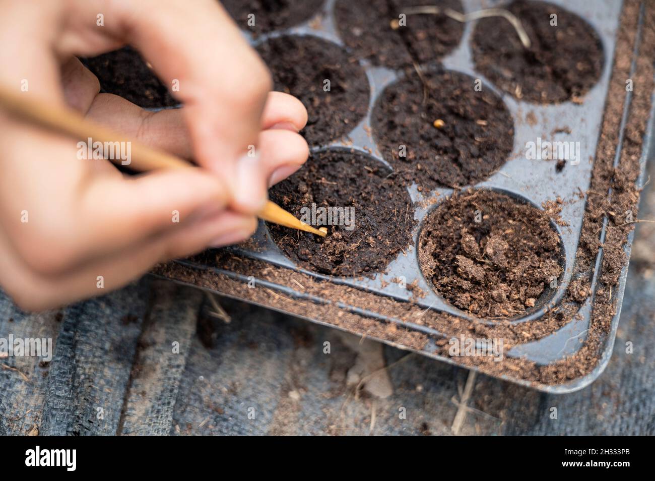 Agriculturist using wood stick sowing seed in cultivated soil on tray ...