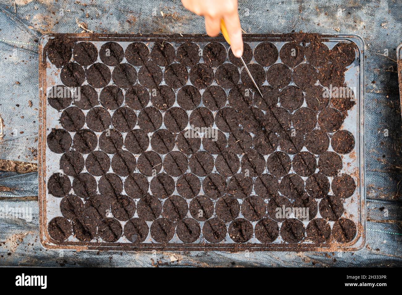 Gardener using knife slit on cultivation soil tray Stock Photo - Alamy