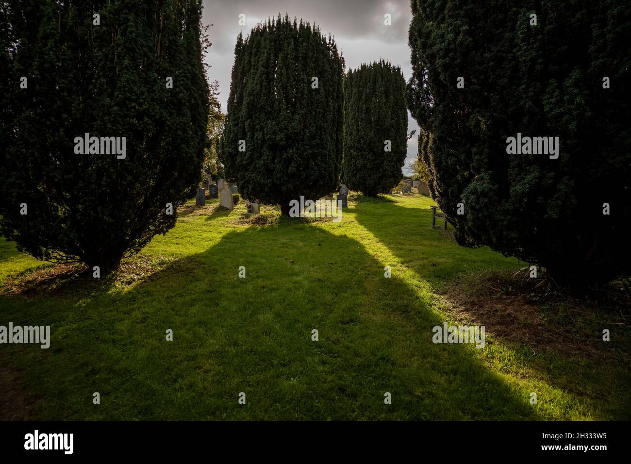 Thaxted Essex England Yew Trees in Thaxted Cemetery Oct 2021 Stock ...