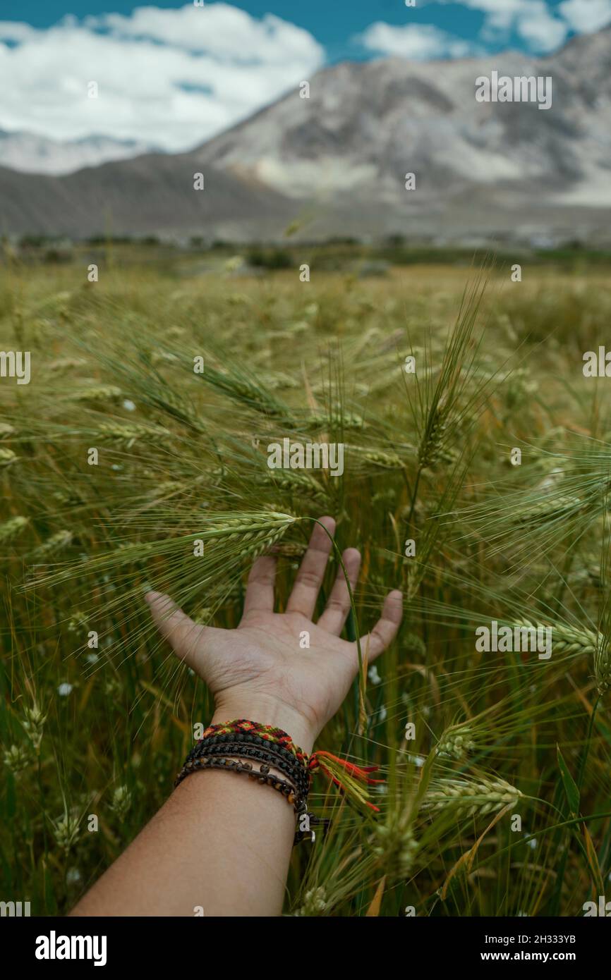 Vertical shot of a male hand with bracelets reaching out on a meadow ...