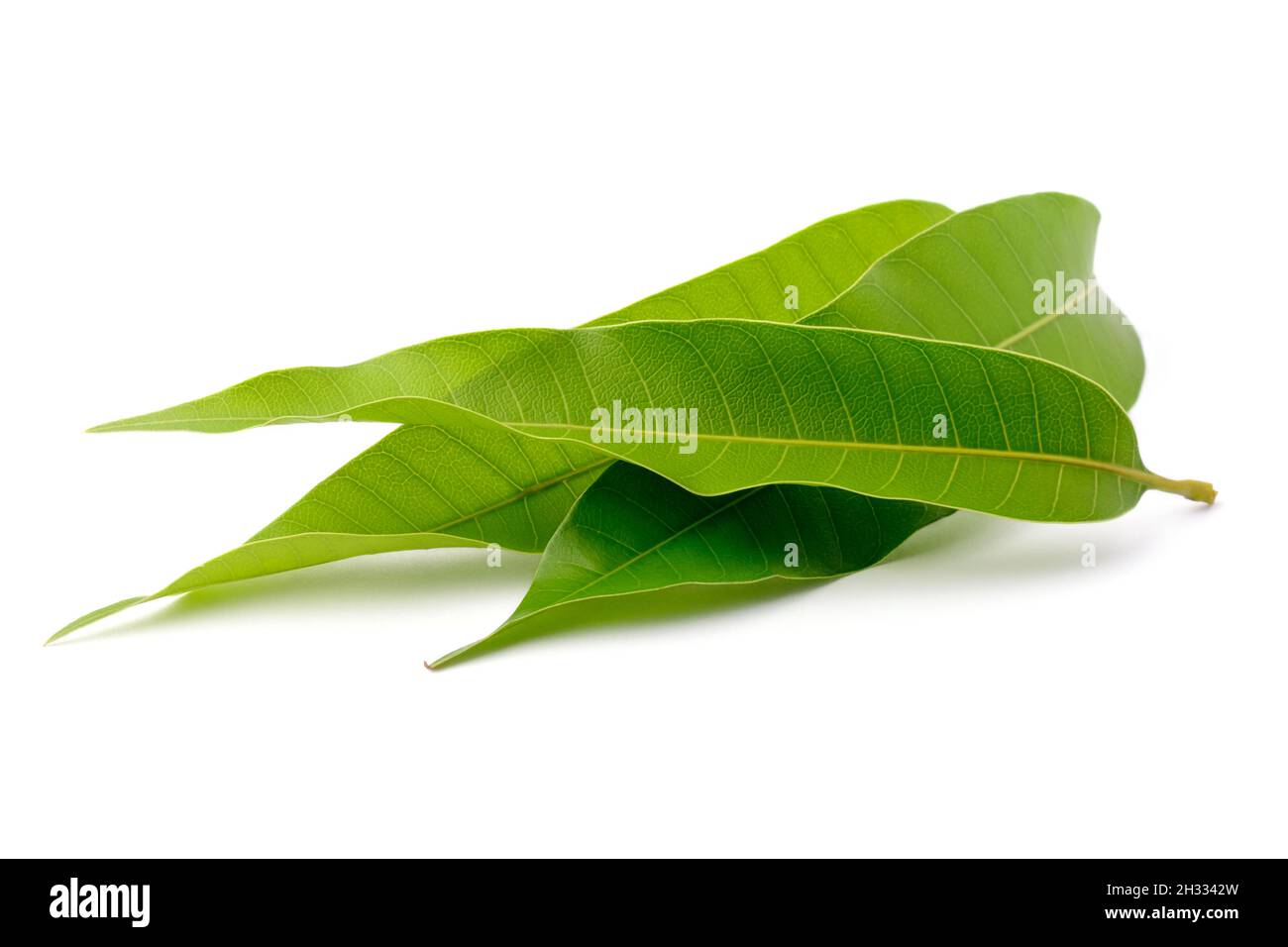 Mango Leaves Clipart Background