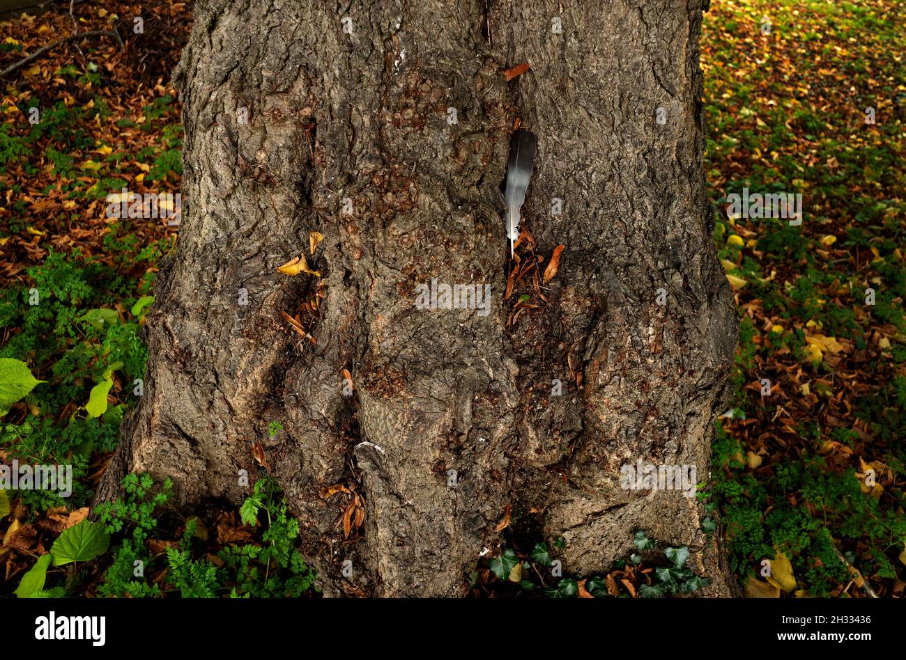 The feather tree hi-res stock photography and images - Alamy