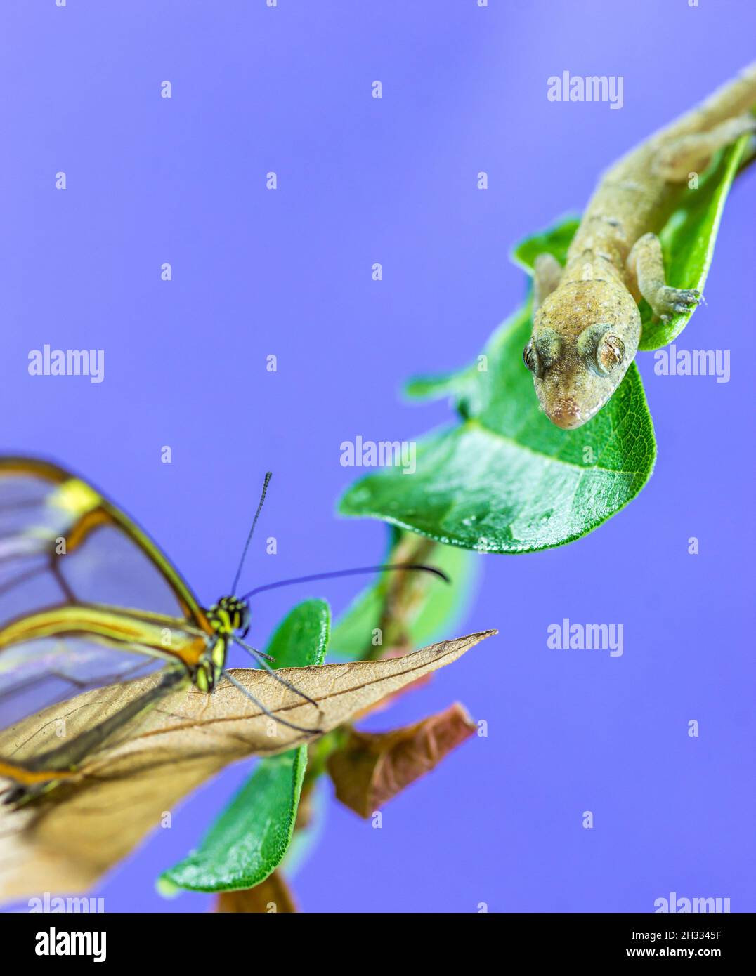 Close up lizard butterfly hi-res stock photography and images - Alamy