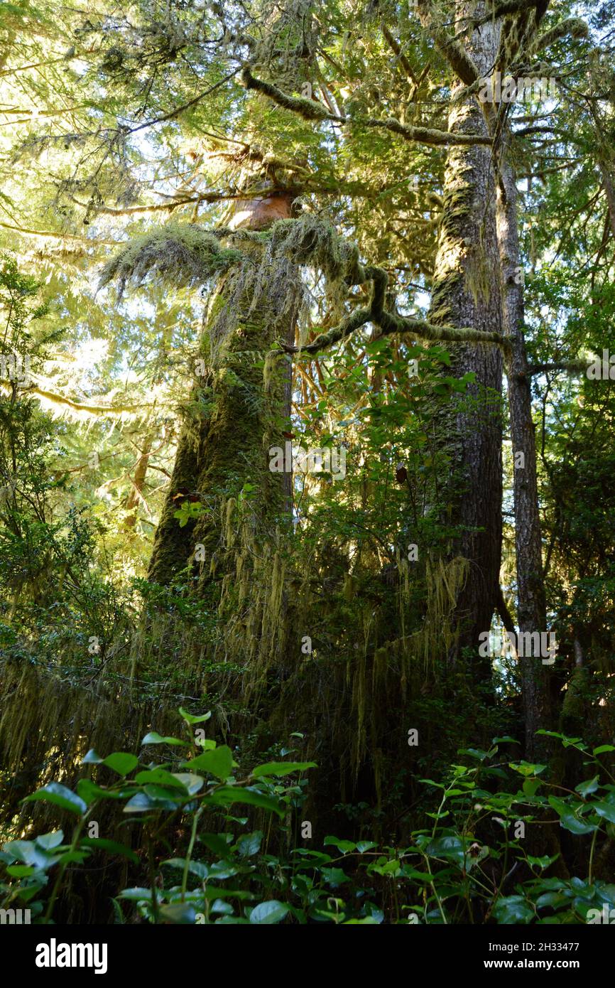 A pair of conifers in an old growth forest on Meares Island, near ...