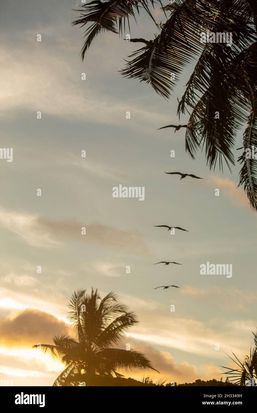 Vertical shot of birds flying under a sunset sky Stock Photo - Alamy