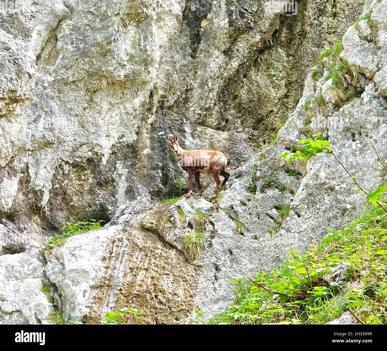 Wild goat on the rocky hills at daylight Stock Photo - Alamy