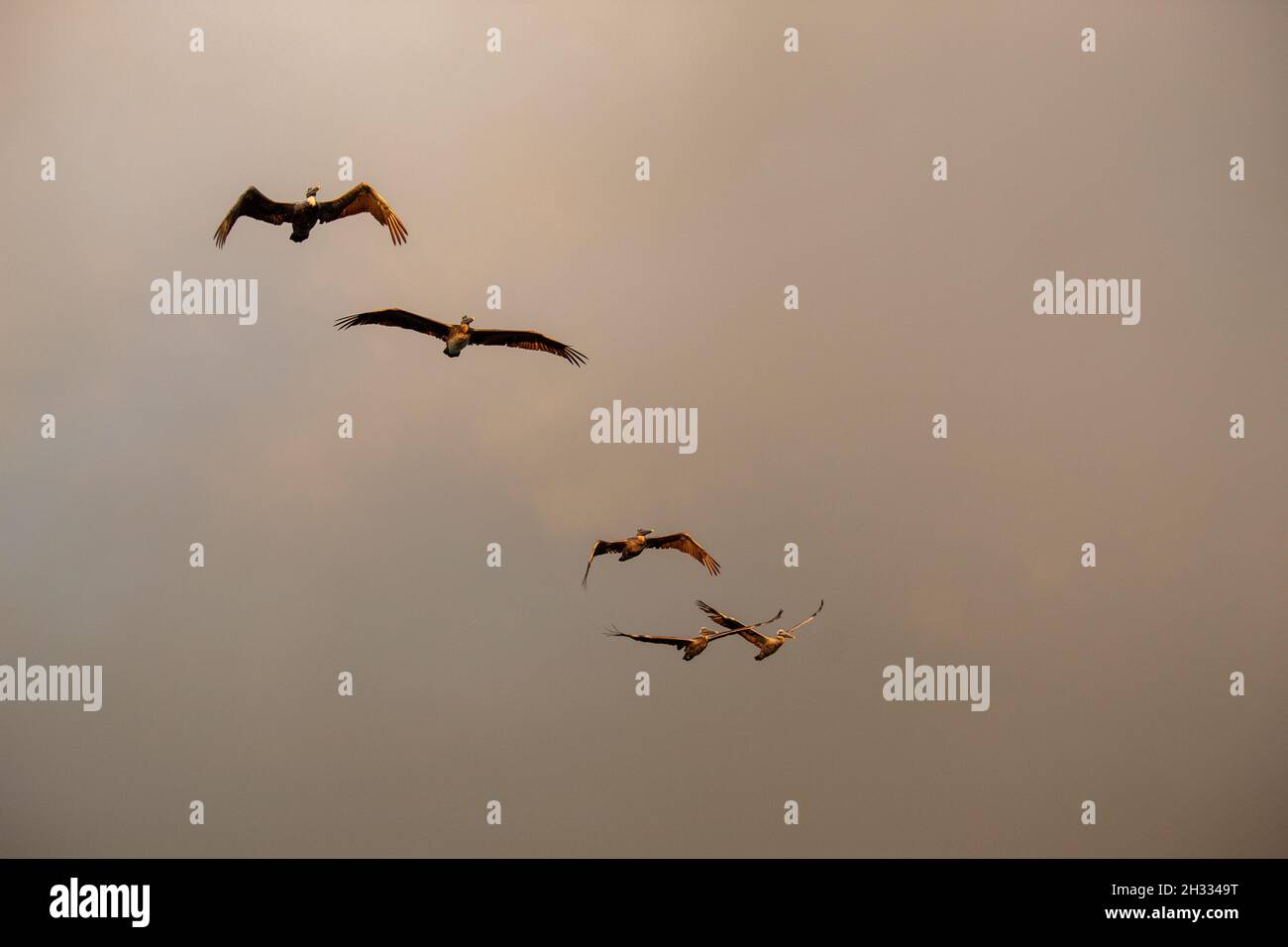Low angle shot of birds flying under a cloudy sunset sky Stock Photo ...